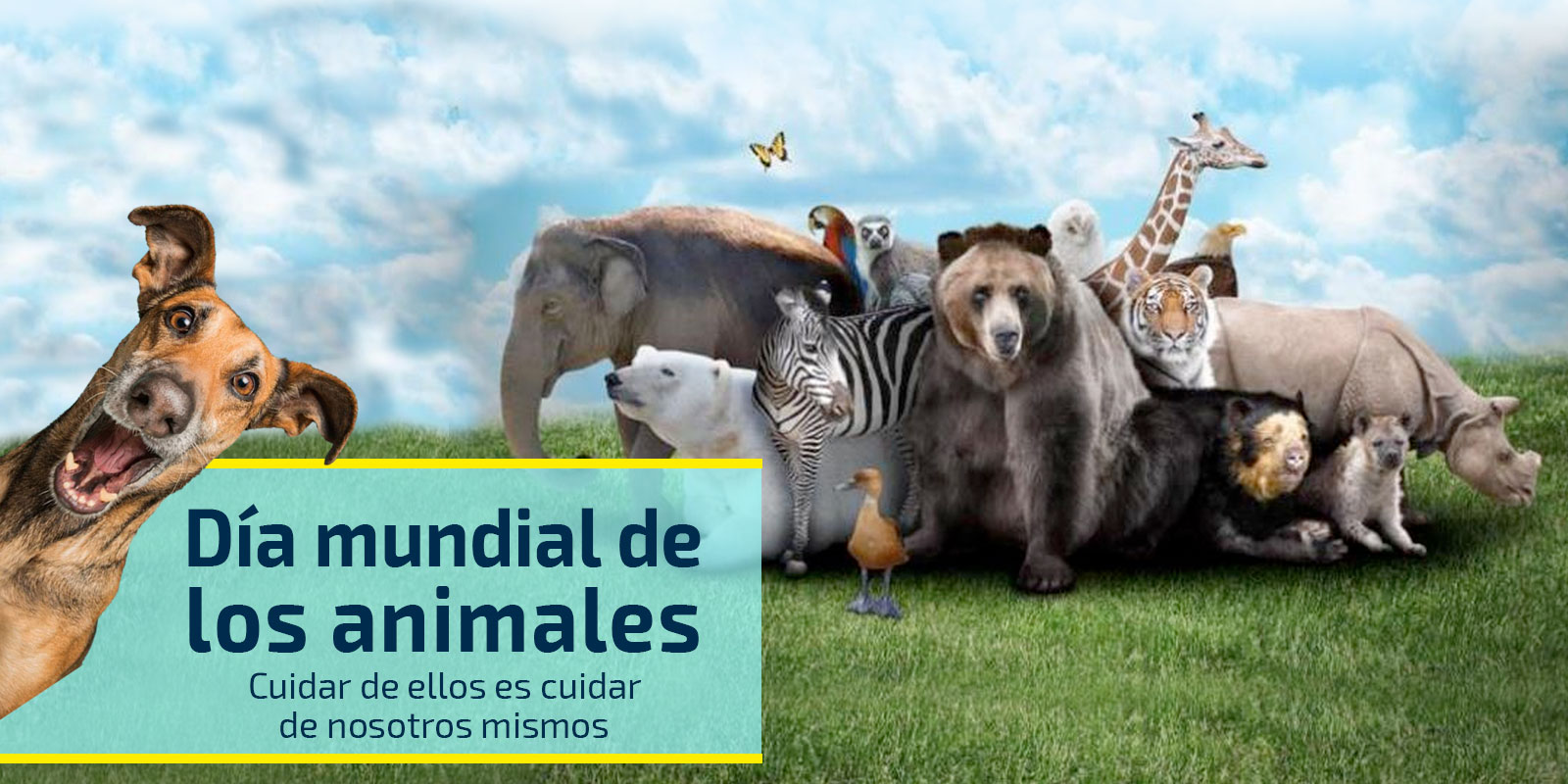 Día mundial de los animales - IRVICHZ Día mundial de los animales - IRVICHZ